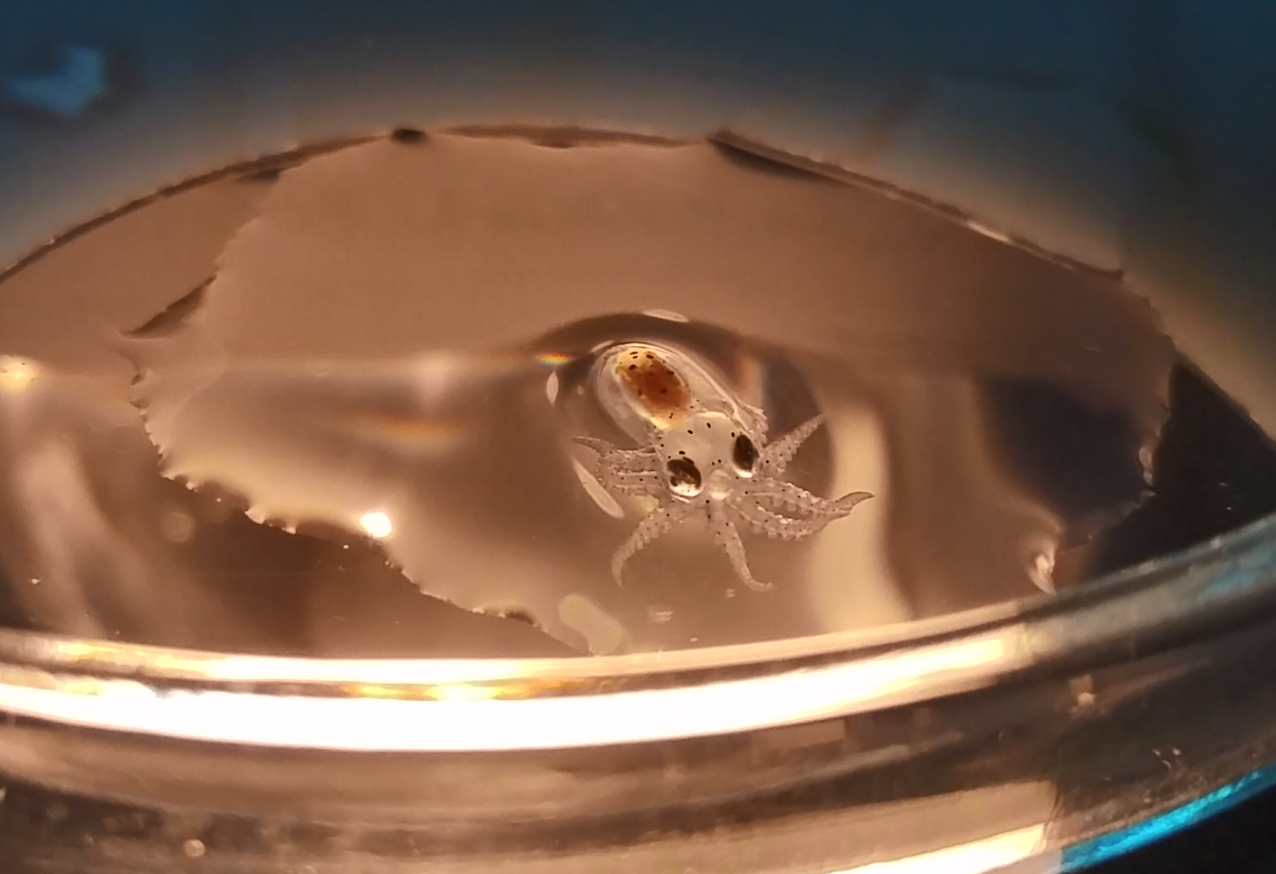 Aquaculture octopus - Nueva Pescanova